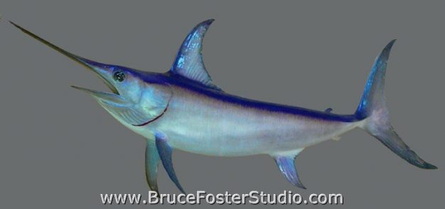 Maryland Fish Taxidermy - Bruce Foster Studio